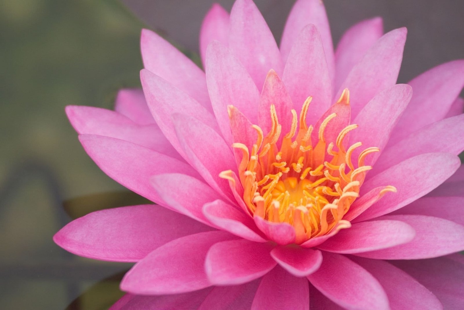 Pink Lotus Essential Oil / Origin: Northern India – The Natural Perfumist